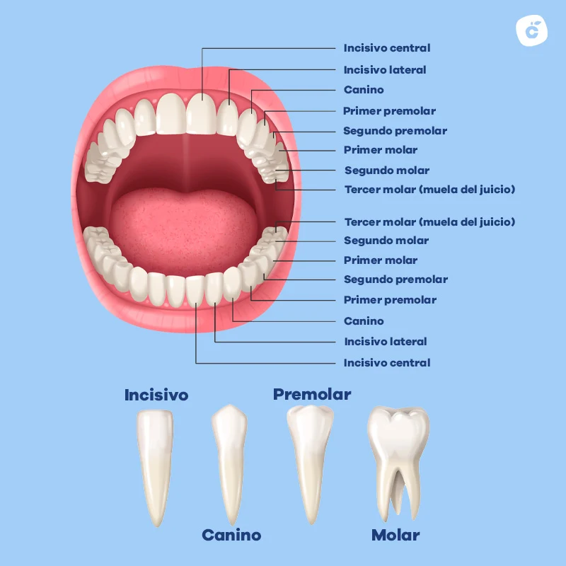 Nombres de los dientes y sus partes: Guía completa - Cleardent
