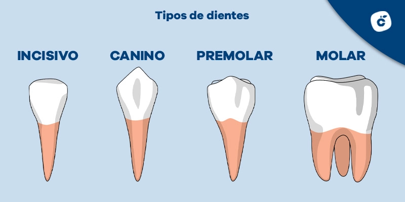 Nombres de los Dientes y sus partes - Cleardent